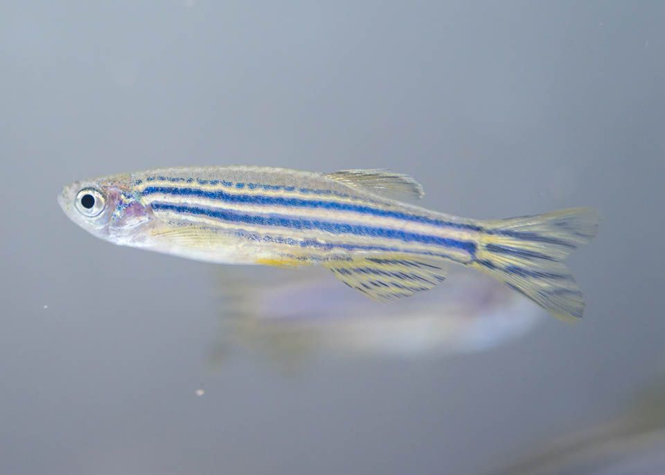 Il était une fois… le poisson zèbre - Université de Bordeaux